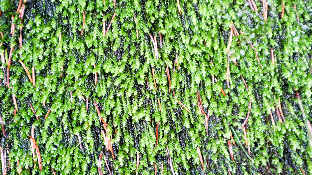 Moss green texture. Moss background. Green moss on a gray stone texture ...