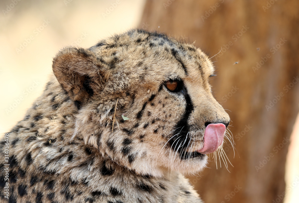Cheetah, Cheetah Tongue, Big Cat, Spotted Cat, African Wildlife, Safari ...