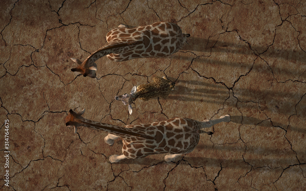 High above bird view of giraffe family with drone camera on cracked ...