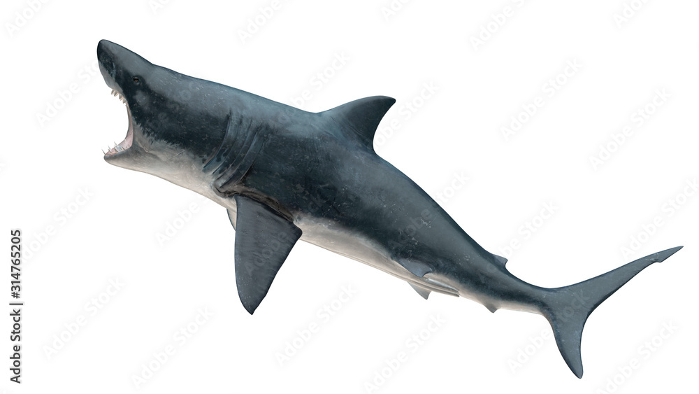 Shark Mouth Open Side View