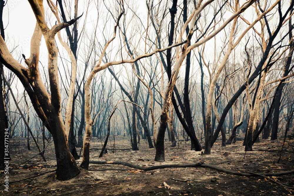 Bushfire burnt gum trees in The Blue Mountains in Australia Stock Photo ...