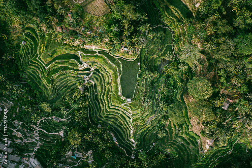 Drone view of rice plantation in bali with path to walk around and ...