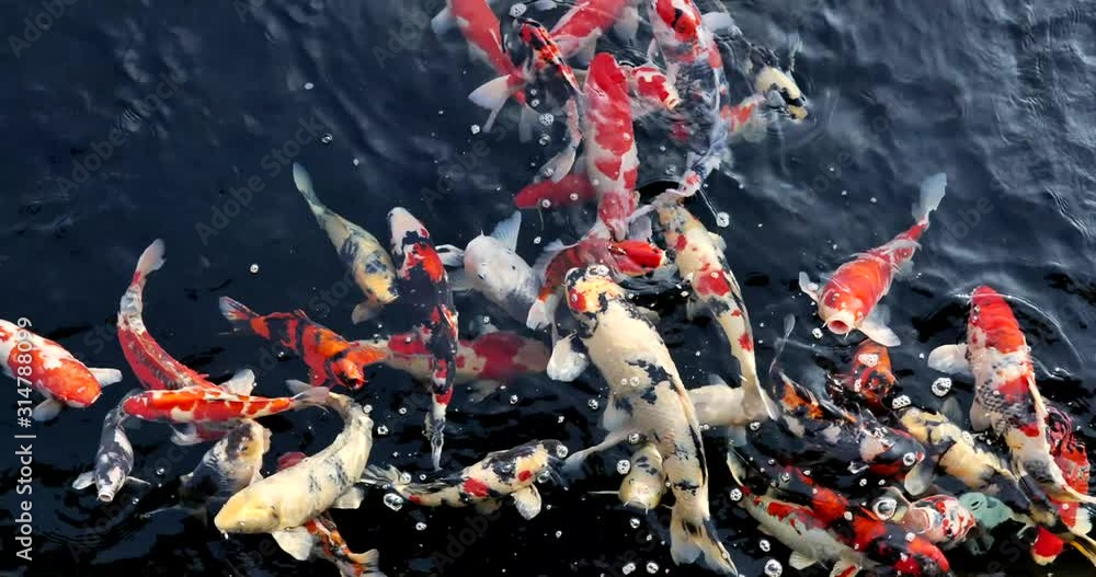 Top view group of various colourful large koi carp, kohaku or Japanese ...