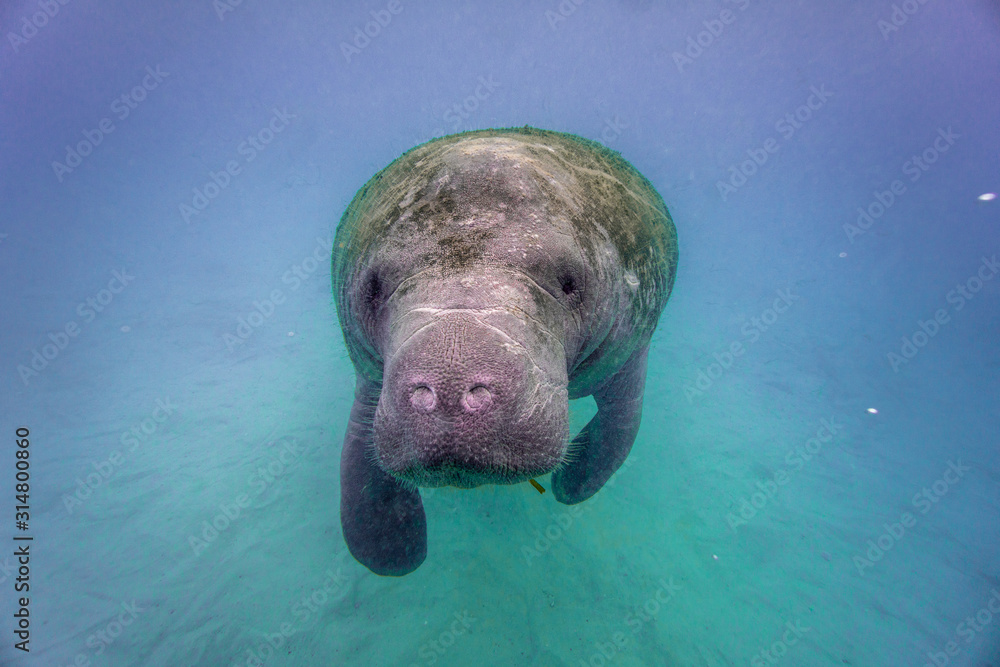 Close up of a small West Indian Manatee (trichechus manatus) captured ...
