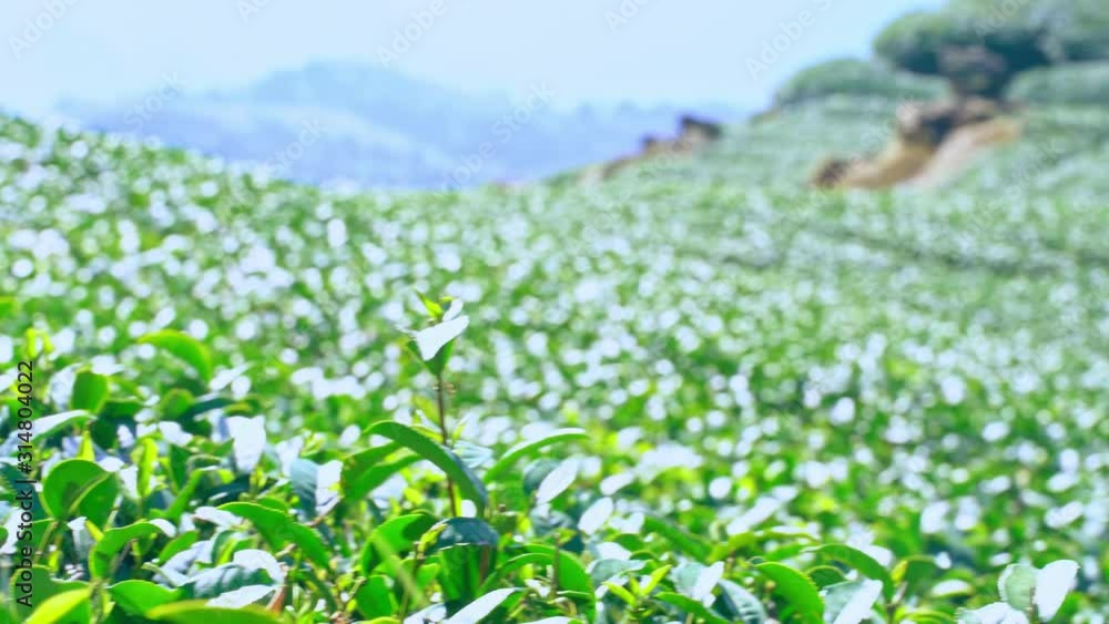 Beautiful green tea crop garden rows scene with blue sky and cloud ...