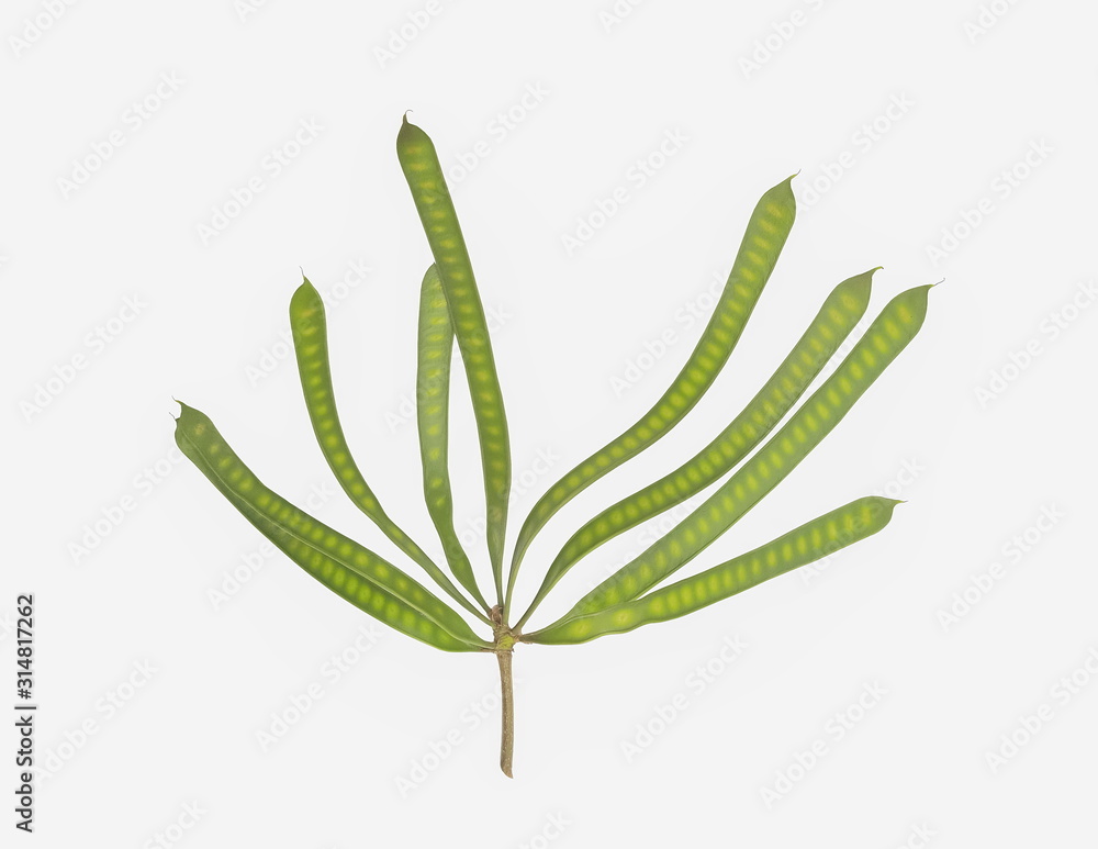 Green seed of River tamarind (Leucaena leucocephala) isolated on white ...