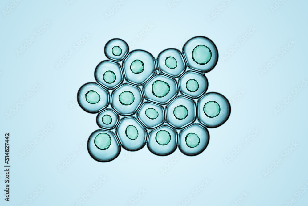 Cells division process, Cell divides into two cells foto de Stock ...