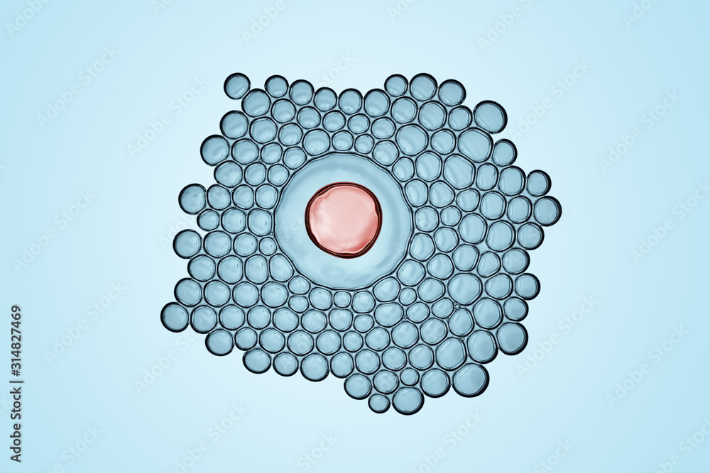 Cells division process, Cell divides into two cells Stock Photo | Adobe ...