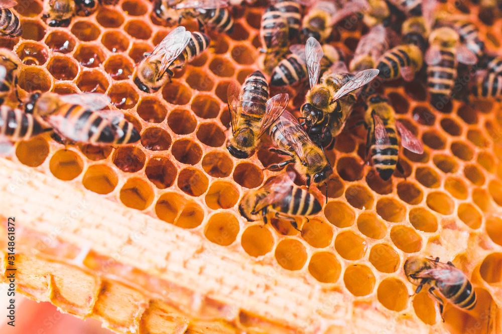 Bienenstöcke eines Imkers bei der Pflege der Bienen mit Waben und ...