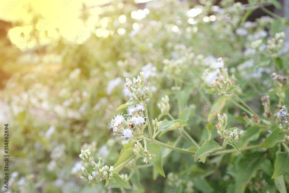 Bitter bush, Siam weed, Close up of Bitter bush and blur background ...