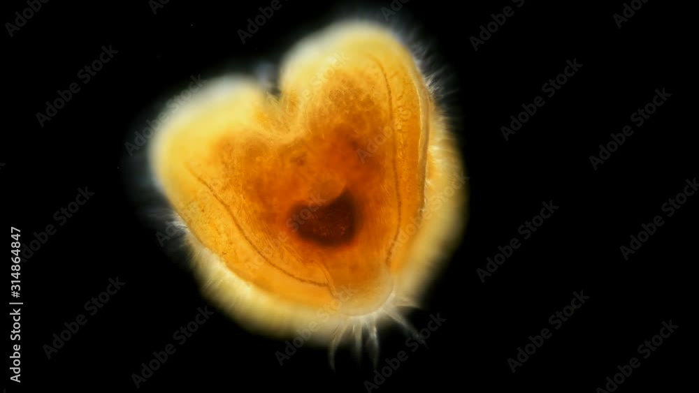 Entoprocta larva under a microscope, a type of Protostomia animals ...