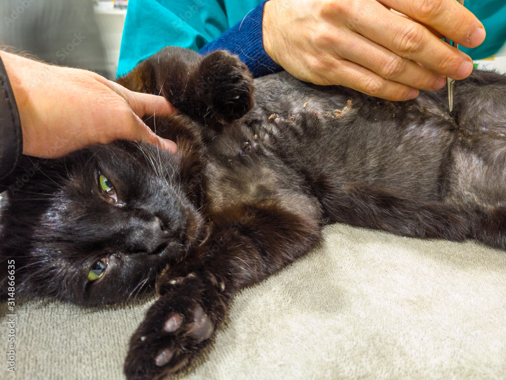 Veterinarian hands removing stitches from a surgical suture after a ...