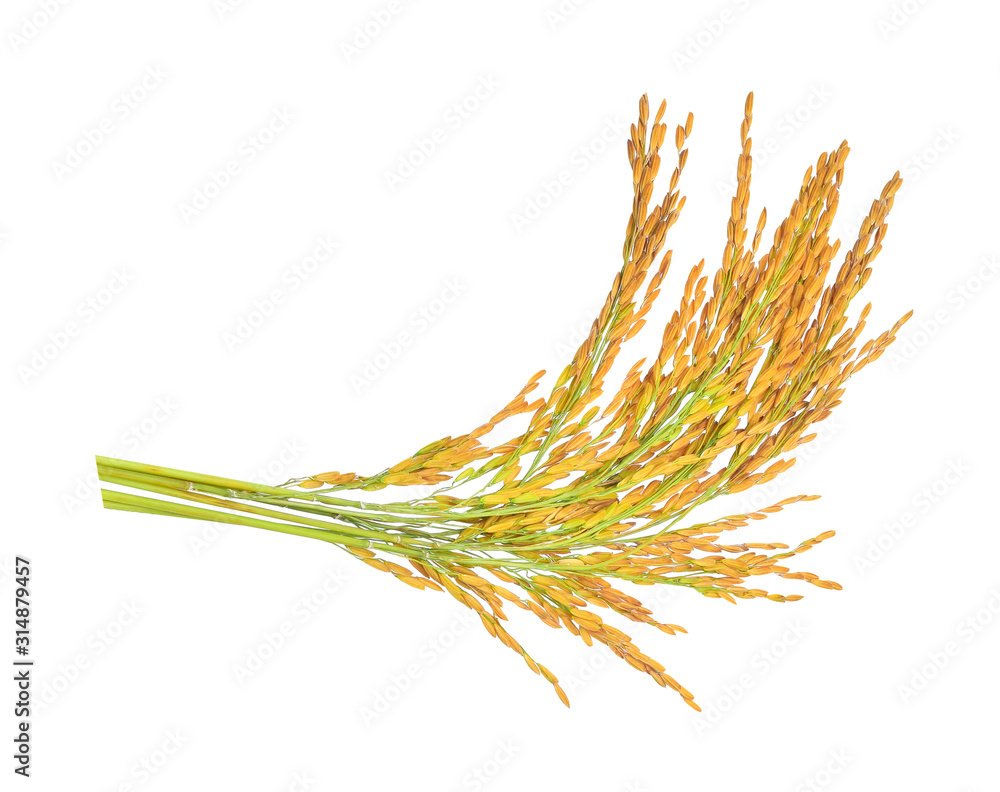 ear of paddy, ears of Thai jasmine rice isolated on white background ...