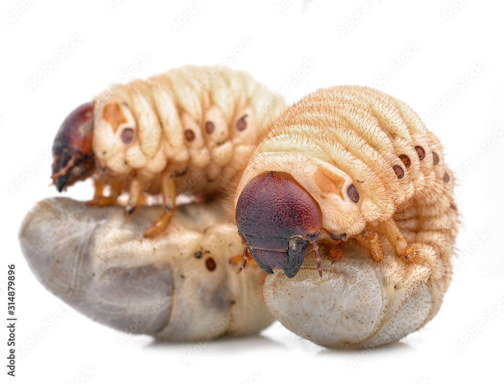 Beetle grub isolated on white background. Coconut rhinoceros beetle ...