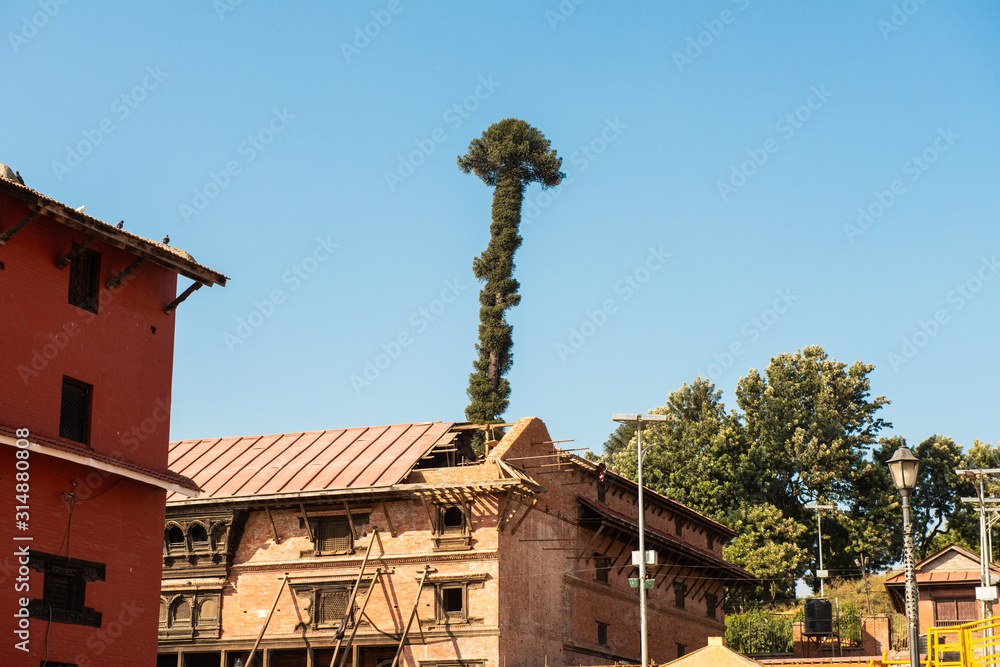 The strang tree (shape like Shiva linga in Hinduism mythology) in ...