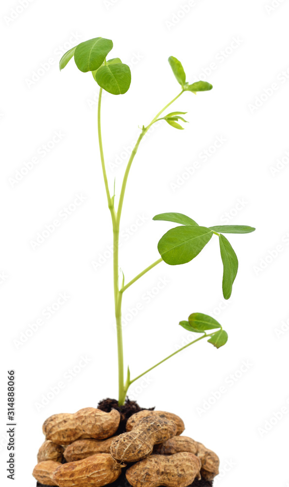Groundnut sprouting from the ground. Stock Photo | Adobe Stock