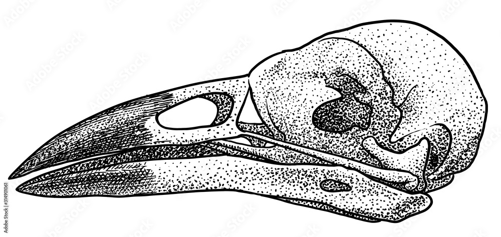 Crow skull illustration, drawing, engraving, ink, line art, vector ...