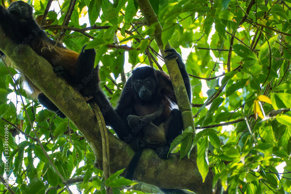 Howler Monkey (Alouatta palliata) family in the rain forest of costa ...