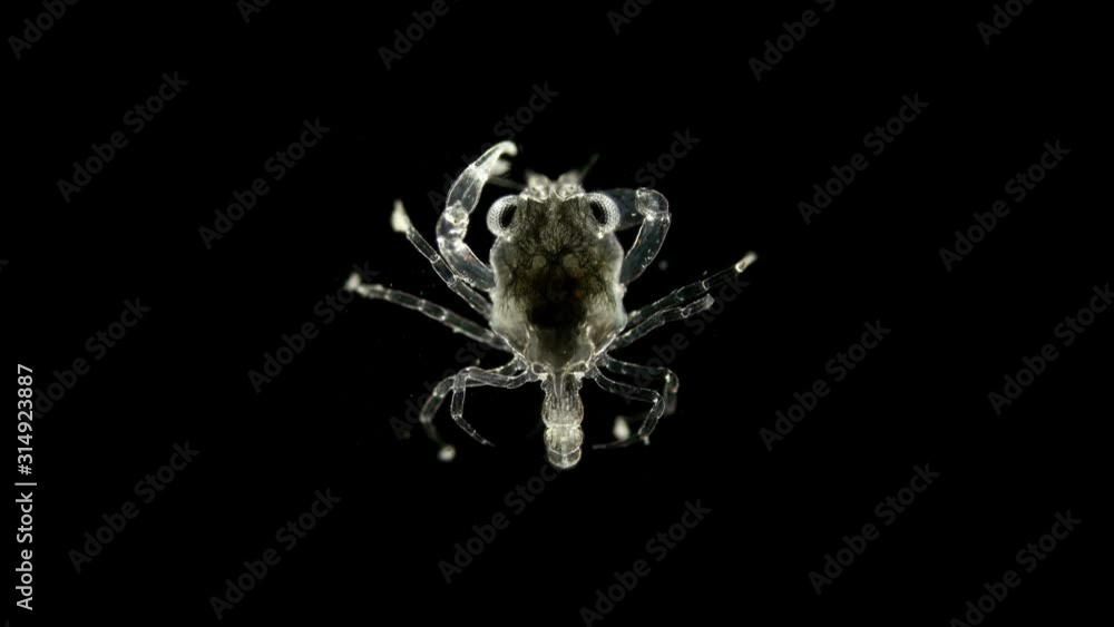 The crab larva under the microscope, at the megalope stage, has already ...