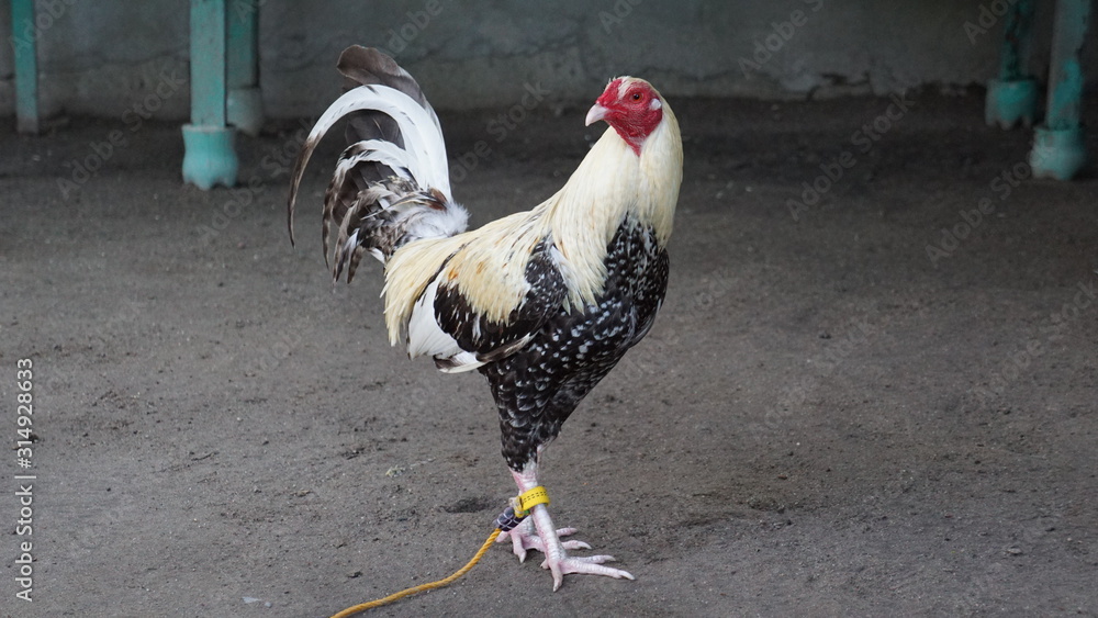 Sweater Grey Gamefowl