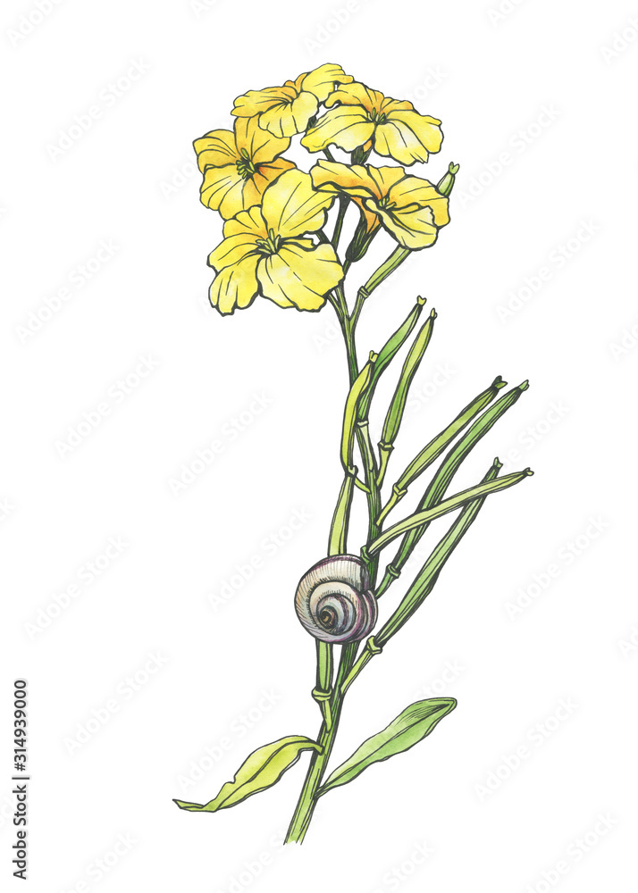 Wallflower Plant Drawing