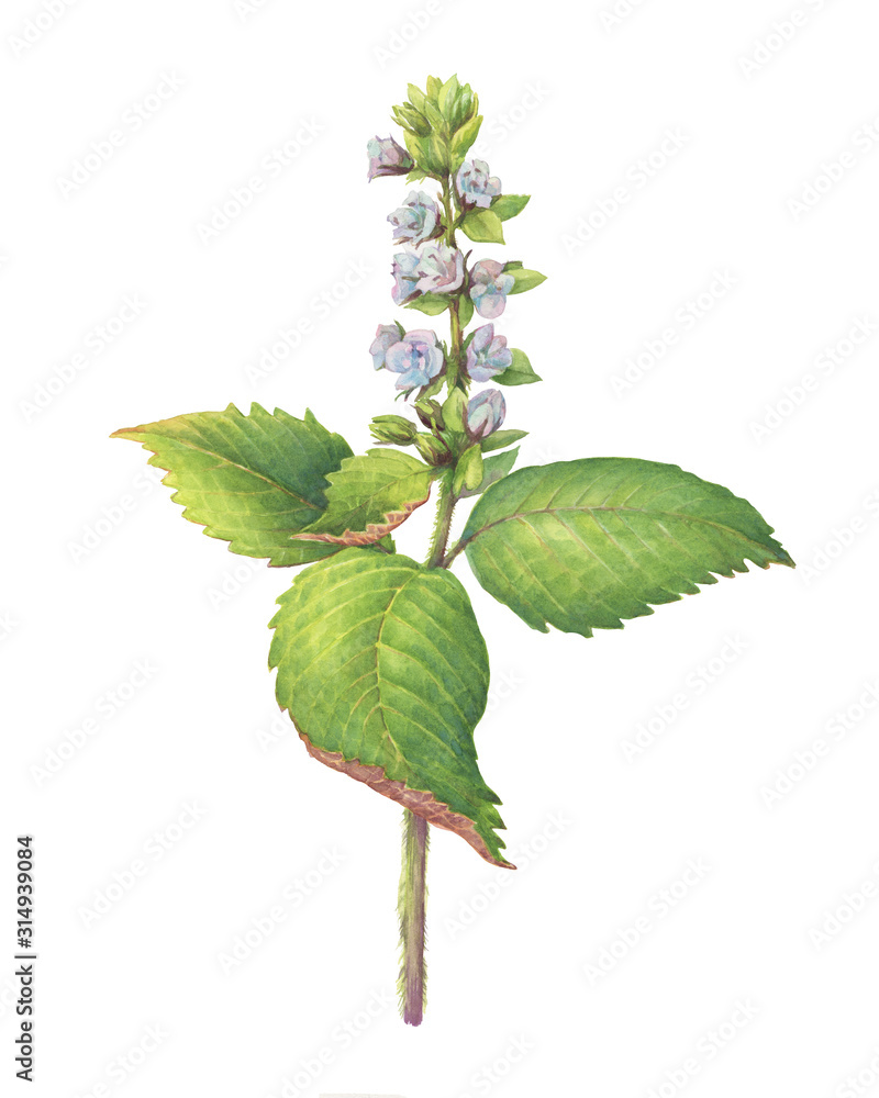 Blue flower and green leaves Perilla frutescens (also known as Korean ...