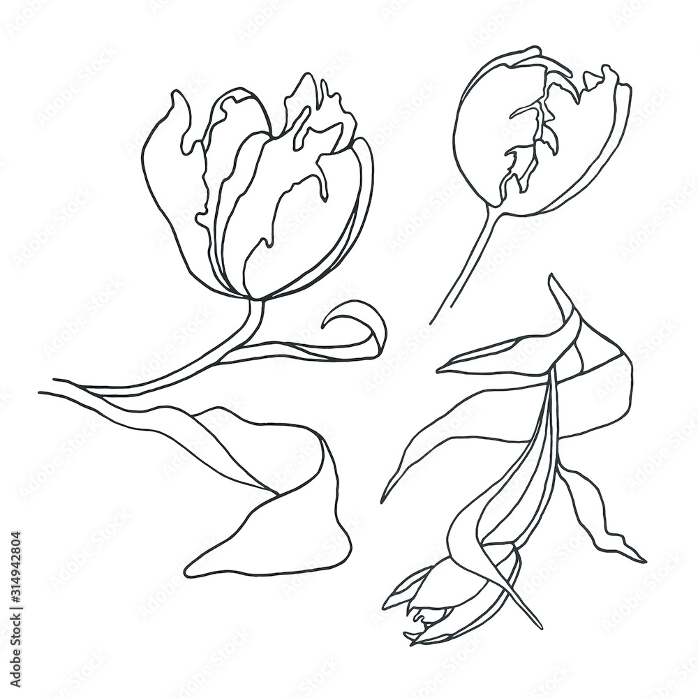 Tulip sketch illustration on a white background. Tulips set. Tulip ...