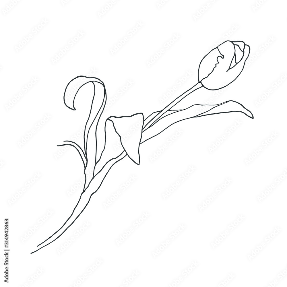 Tulip sketch illustration on a white background. Tulips set. Tulip ...