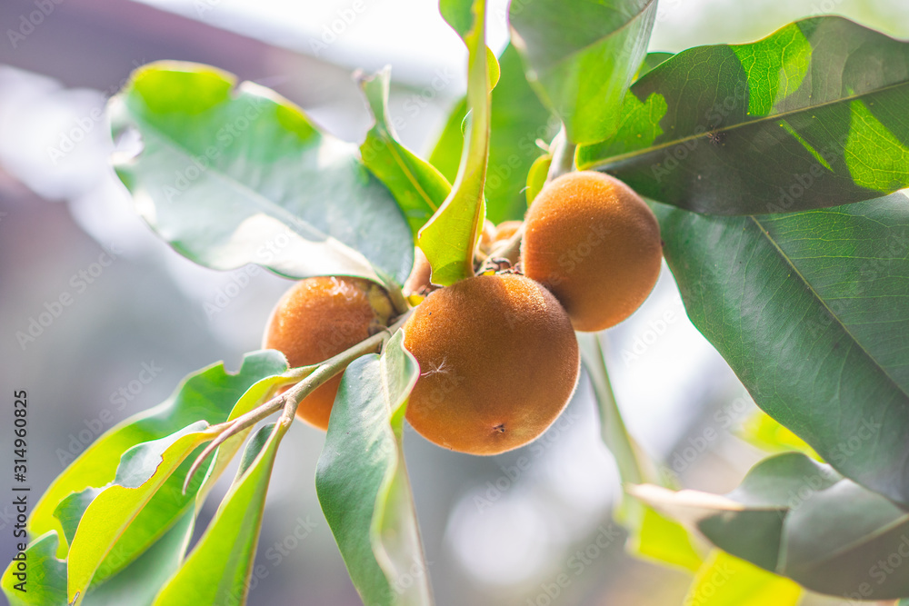 Closeup single Butter fruit (Diospyros Philippensis) hanging on tree in ...