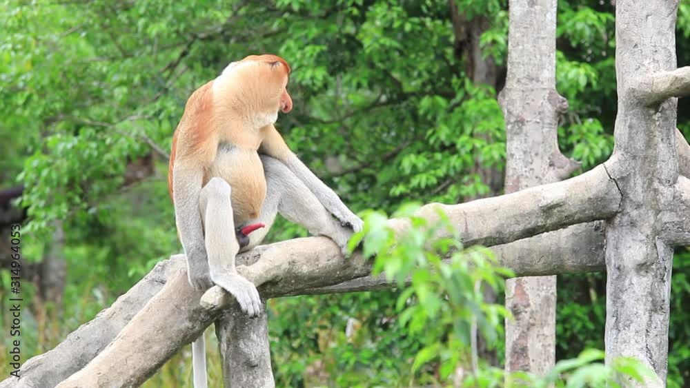 Male Proboscis Monkey prepares for mating Stock Video | Adobe Stock