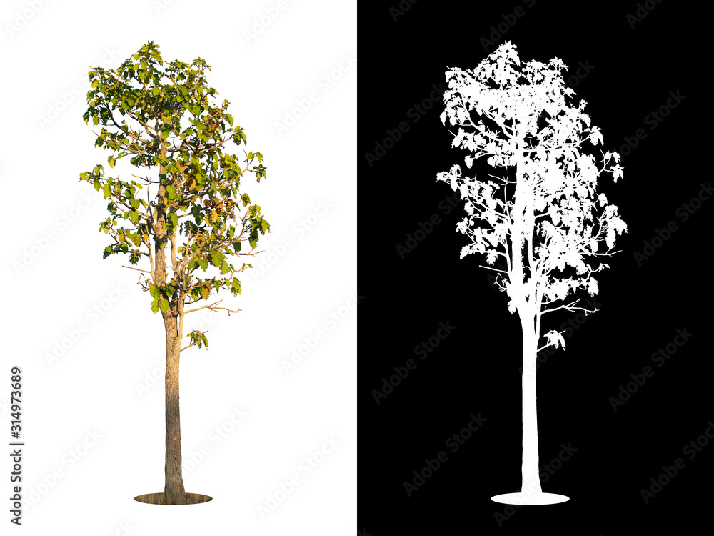 single tree on transparent picture background with clipping path ...