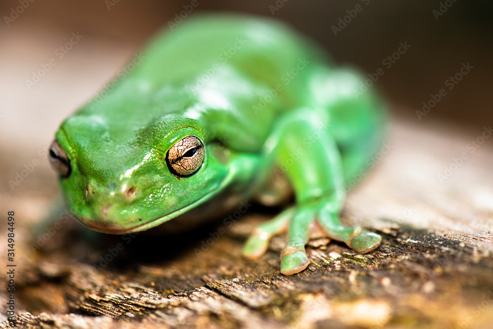 The Australian green tree frog, also known as simply green tree frog in ...