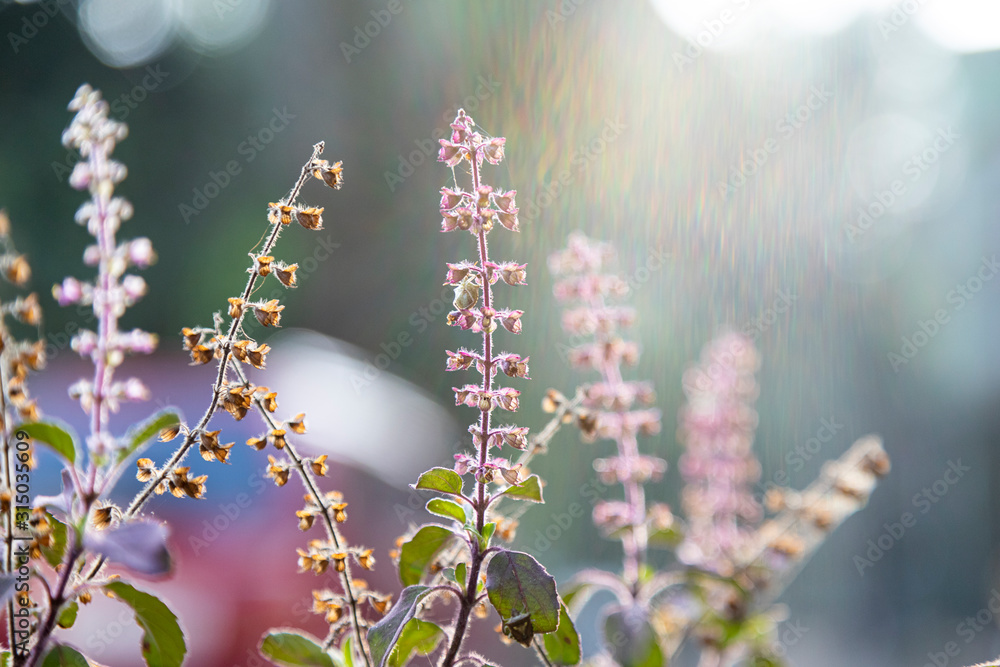 Holy basil, Sacred basil, Ocimum tenuiflorum or Ocimum sanctum. Thai ...