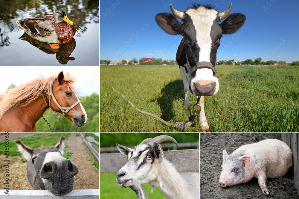 Different farm animals: donkey, cow and goat with pig and duck. Stock ...