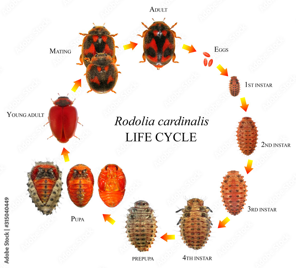 Ladybug (ladybird), Rodolia cardinalis (Coleoptera: Coccinellidae ...