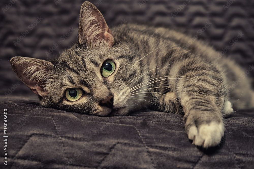 Bored Face Cat
