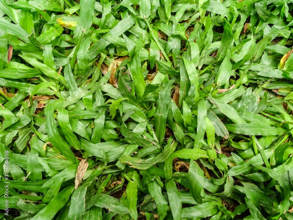 Carpet grass texture background. Stock Photo | Adobe Stock