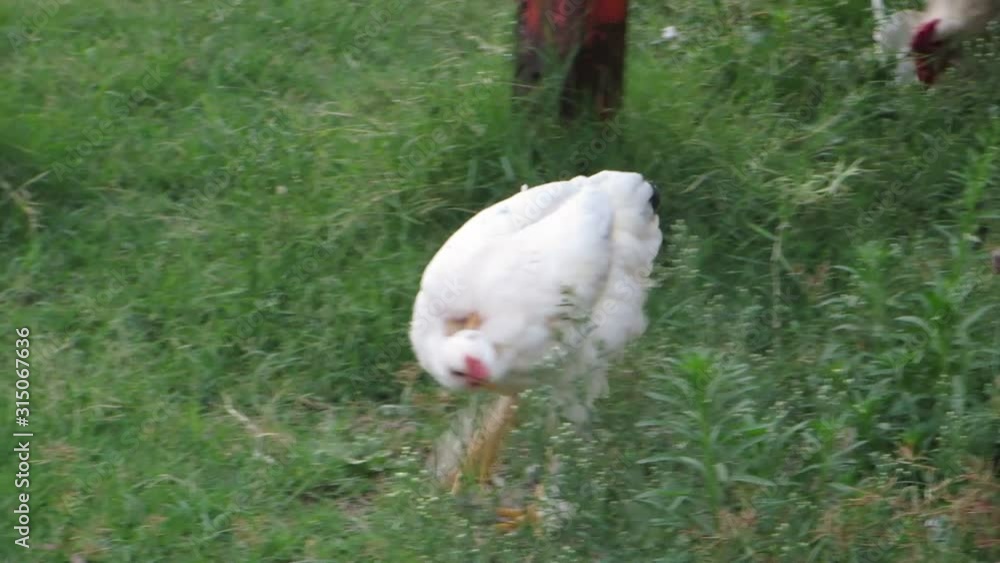 Vidéo Stock Light Brahma pullet chicken pasturing on a lawn. Brahma ...