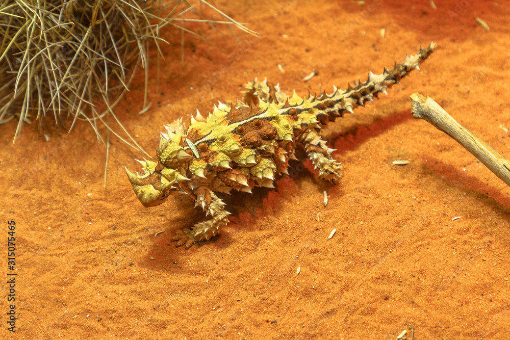 The thorny devil, also known as mountain devil, thorny lizard, thorny ...