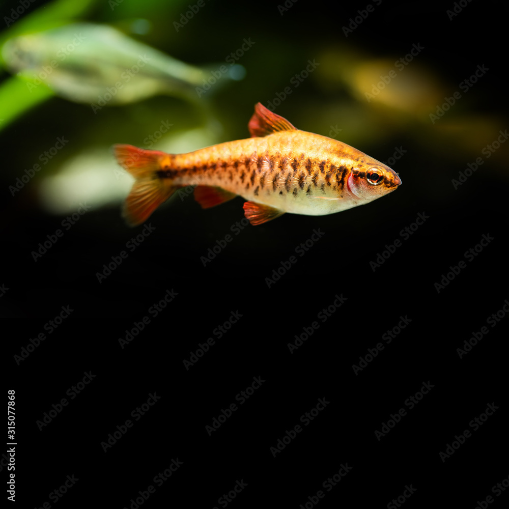Freshwater Fish Backgrounds
