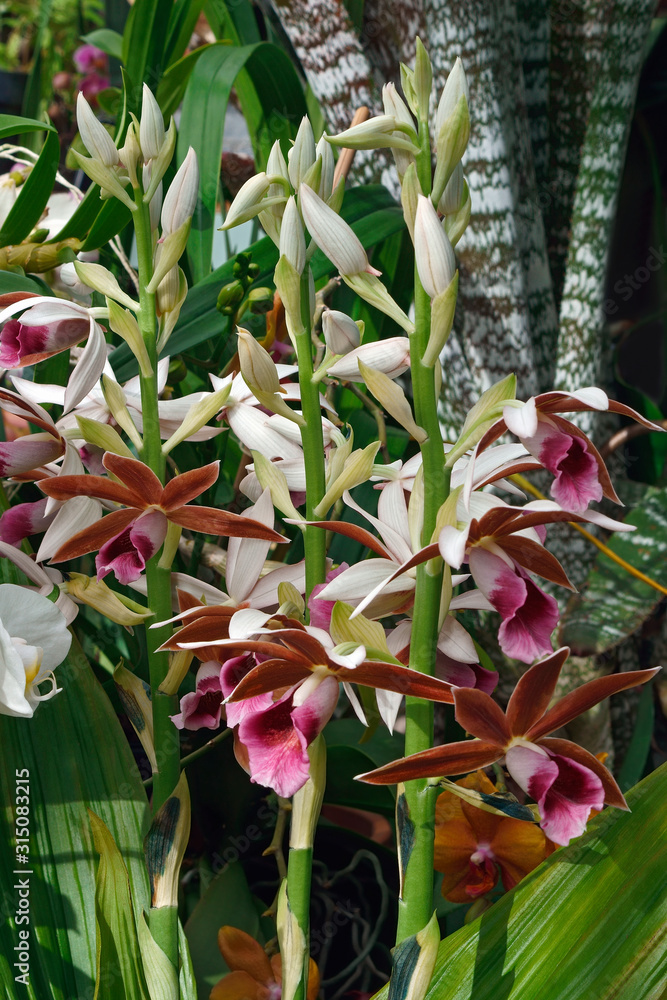 Greater Swamp-orchid (Phaius tankervilleae). Called Swamp Lily, Swamp ...