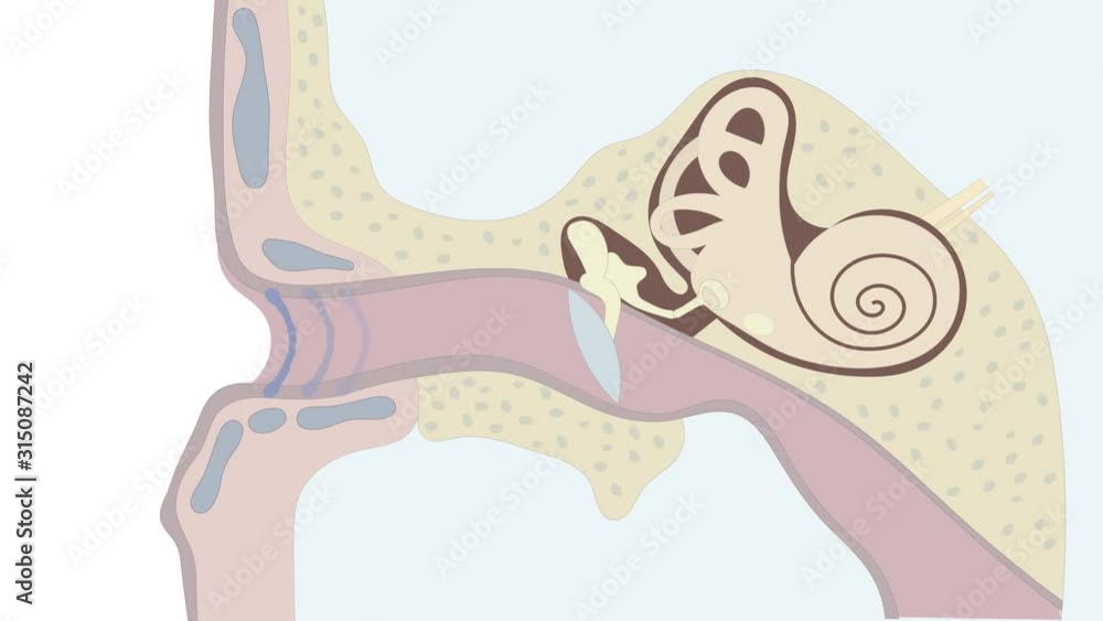 Anatomy of the ear. How does hearing and the auditory system work? 4K ...