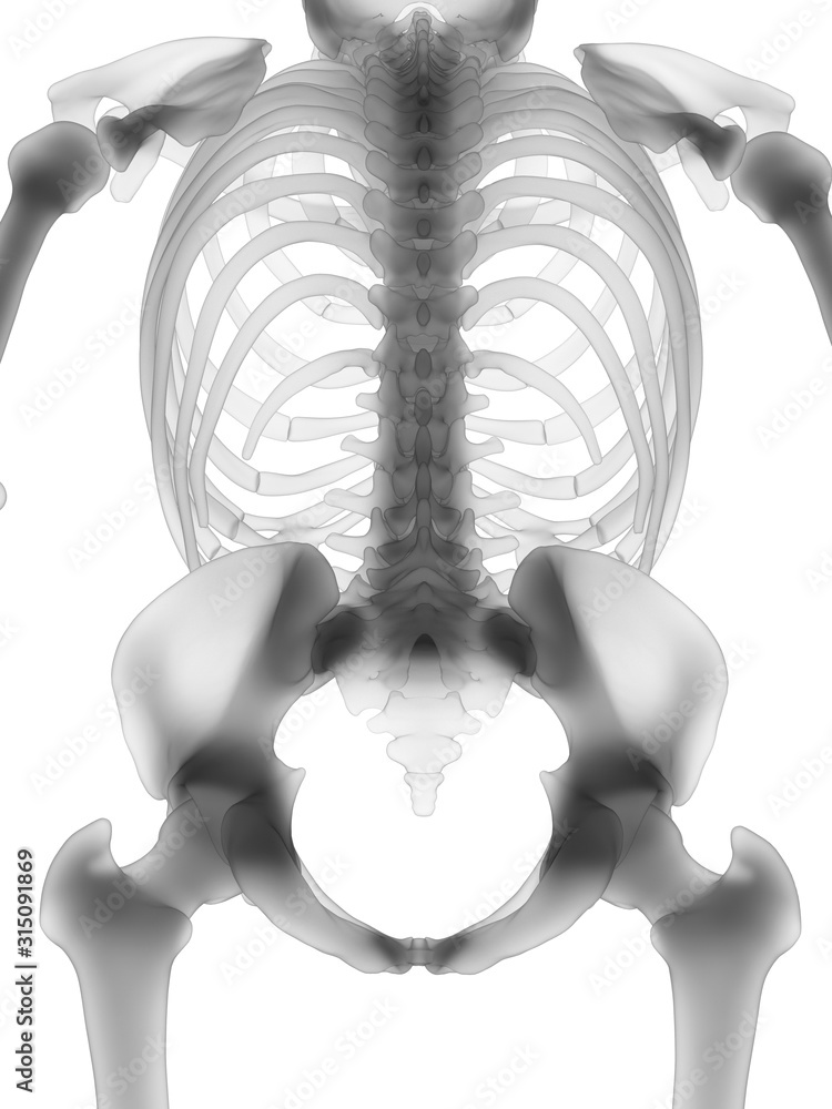 3d rendered medically accurate illustration of the human skeleton - the ...