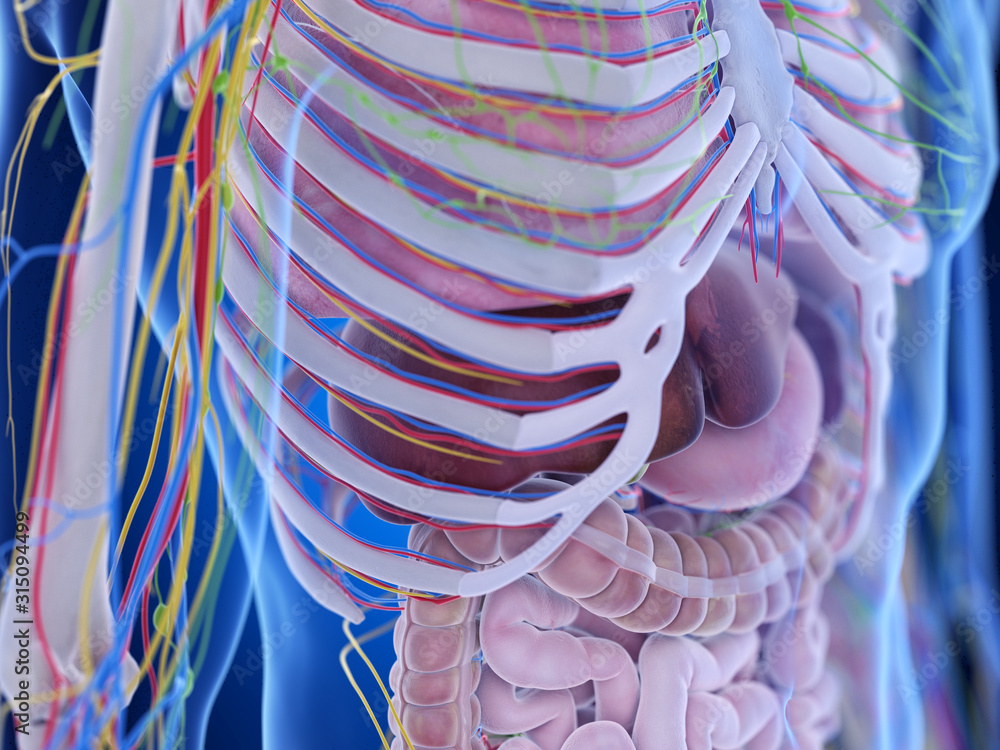 3d rendered medically accurate illustration of the thorax anatomy Stock ...