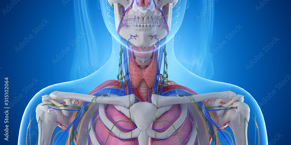 3d Rendered Medically Accurate Illustration Of The Throat Anatomy Stock