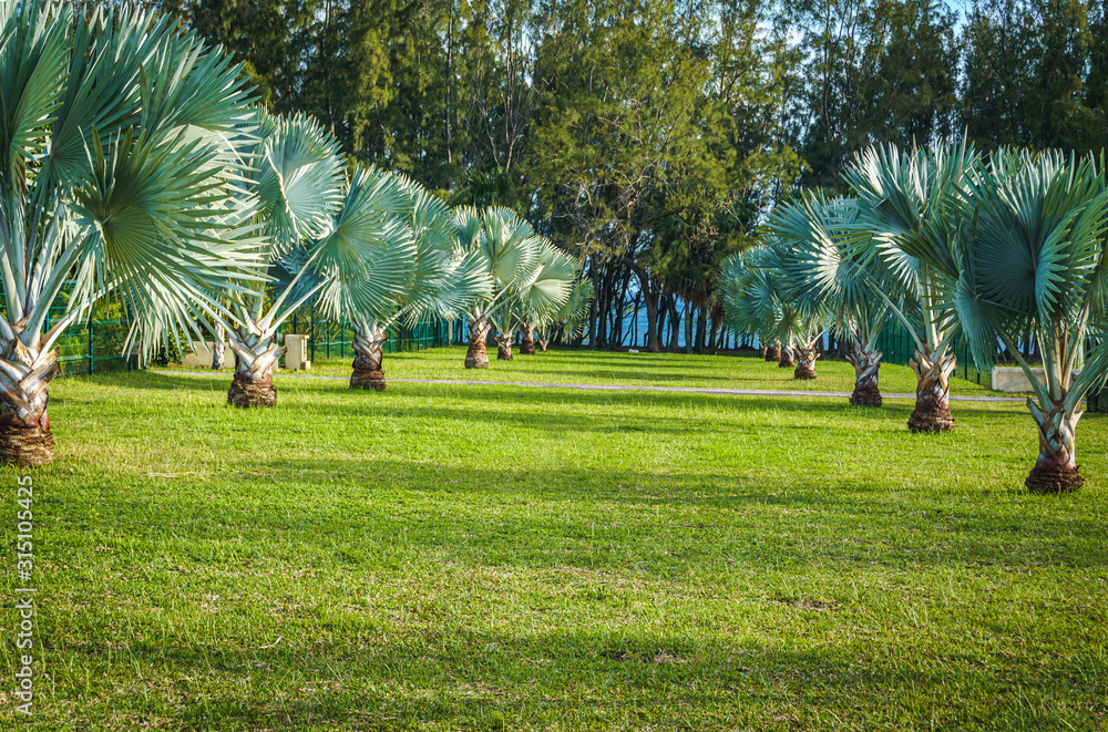 Latania loddigesii or commonly known as Blue Latan palm trees on a ...