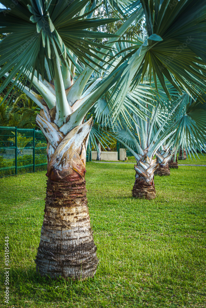 Latania loddigesii or commonly known as Blue Latan palm trees on a lawn ...