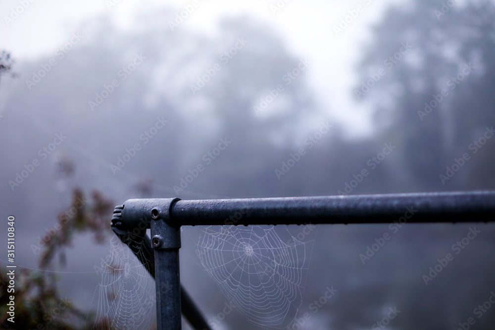 Foto de Spider webs hanging from wet railing do Stock | Adobe Stock