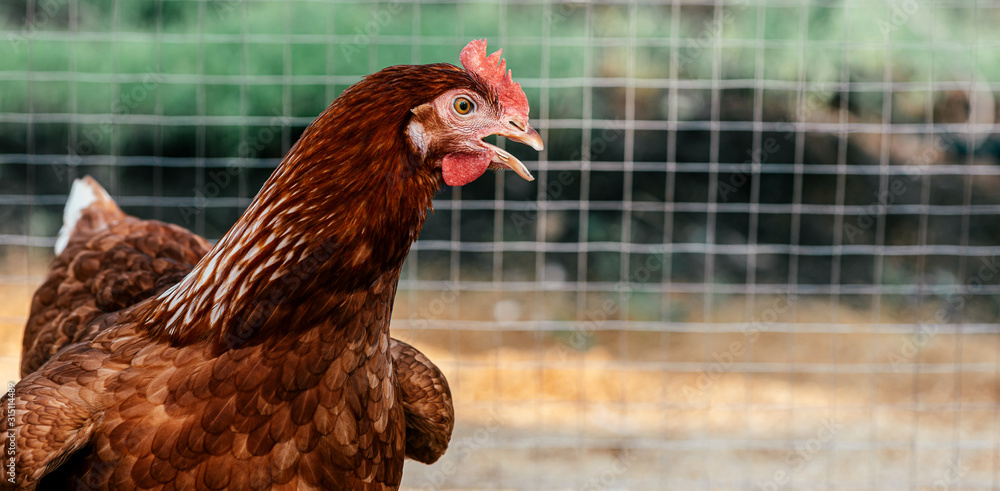 Authentic chicken. Close up of a hen in a farmyard (Gallus gallus ...