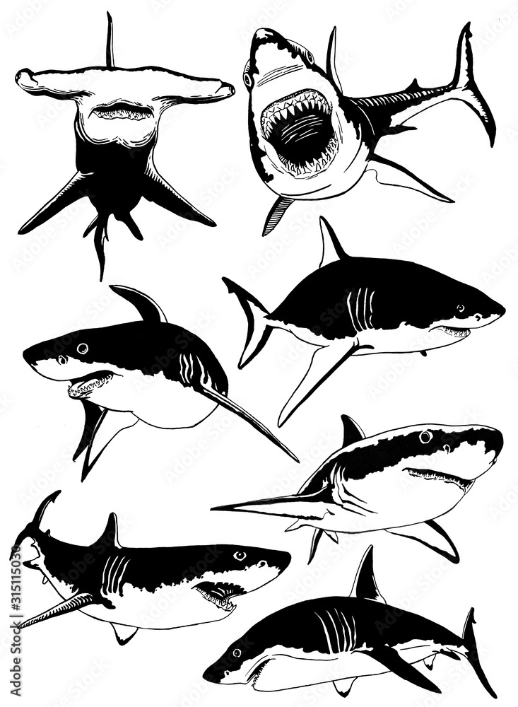 Graphical set of sharks isolated on white background,jpg illustration ...